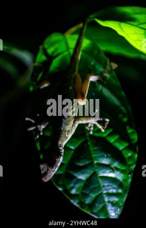 Costa Rican Tropical Night Lizard (Lepidophyma reticulatum) Reptilia ...