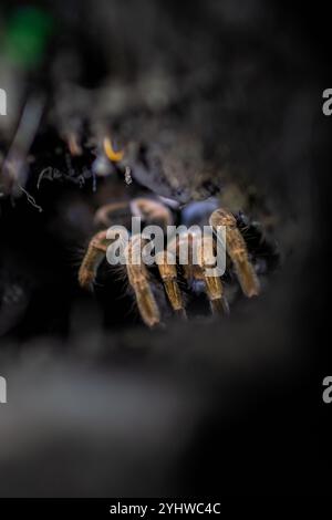 Tarantula in tree at night, Costa Rica Stock Photo - Alamy