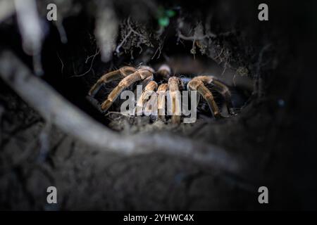 Tarantula in tree at night, Costa Rica Stock Photo - Alamy