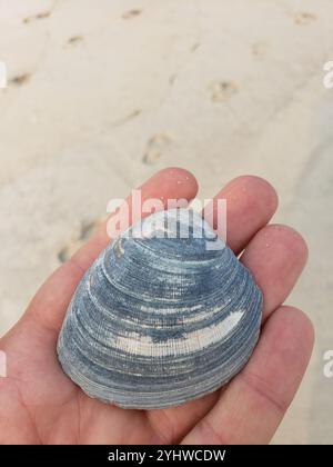 Northern Quahog (Mercenaria mercenaria Stock Photo - Alamy