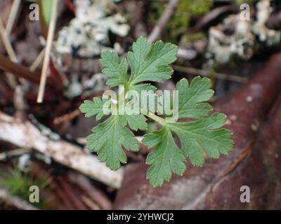 northern sanicle (Sanicula graveolens Stock Photo - Alamy