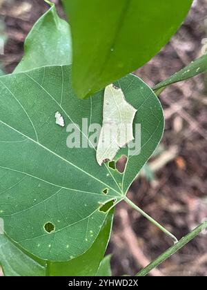 Cross-line Wave Moth (Traminda aventiaria Stock Photo - Alamy