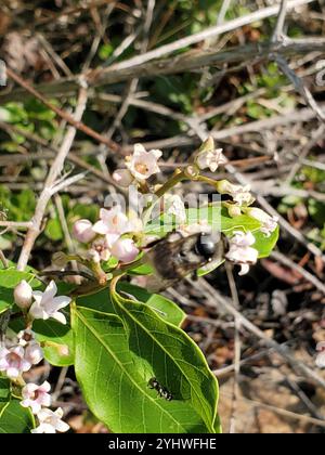 Apine Bees (Apinae Stock Photo - Alamy