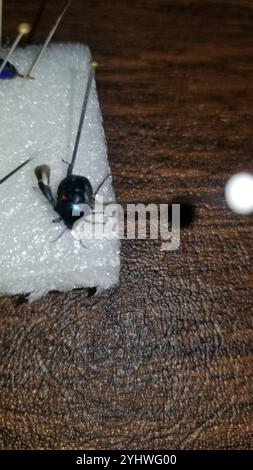 Anchor Stink Bug (Stiretrus anchorago Stock Photo - Alamy