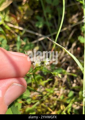 long-leaved starwort (Stellaria longifolia Stock Photo - Alamy