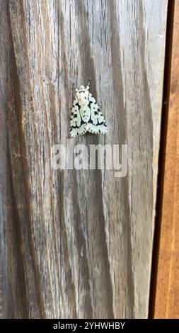 Green Marvel (Acronicta fallax Stock Photo - Alamy