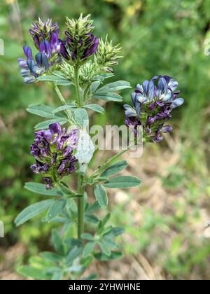 Alfalfa Complex (Medicago sativa Stock Photo - Alamy