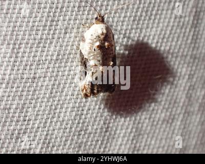 Snowy-shouldered Acleris Moth (Acleris nivisellana Stock Photo - Alamy