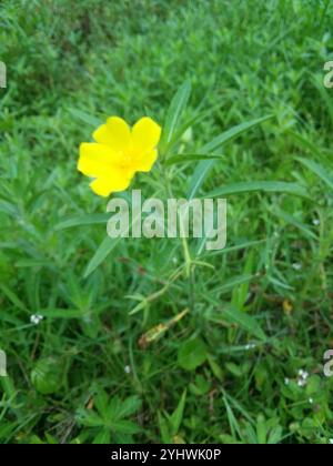 water primrose (Ludwigia hexapetala Stock Photo - Alamy