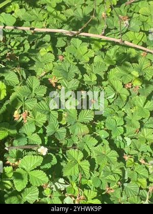 Roughfruit Raspberry (Rubus lasiococcus Stock Photo - Alamy
