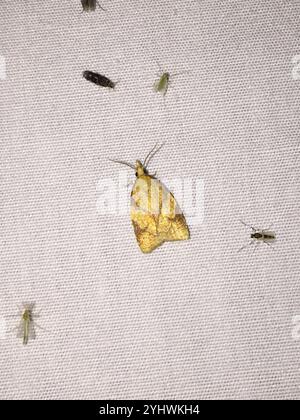 Reticulated Fruitworm Moth (Cenopis reticulatana Stock Photo - Alamy