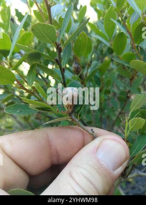 Beaked Spindle Gall Wasp (Heteroecus pacificus Stock Photo - Alamy