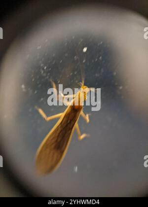 Common Stoneflies (Perlidae Stock Photo - Alamy