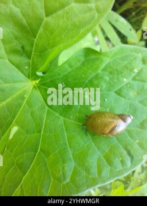 Amber Snails (Succineidae Stock Photo - Alamy