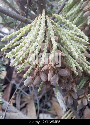 Australian native currant (Acrotriche depressa Stock Photo - Alamy