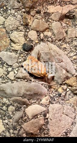 Four-dotted Agonopterix Moth (Agonopterix robiniella Stock Photo - Alamy