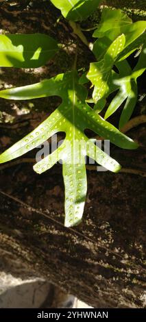 monarch fern (Microsorum scolopendria Stock Photo - Alamy