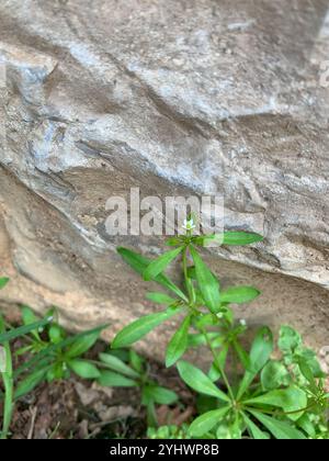 green carpetweed (Mollugo verticillata Stock Photo - Alamy