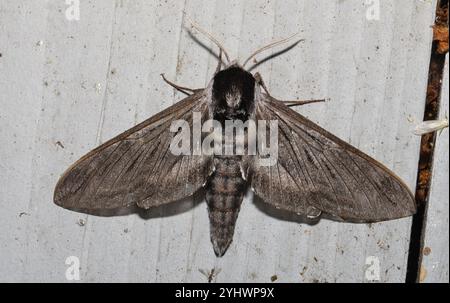 Northern Apple Sphinx (Sphinx poecila Stock Photo - Alamy
