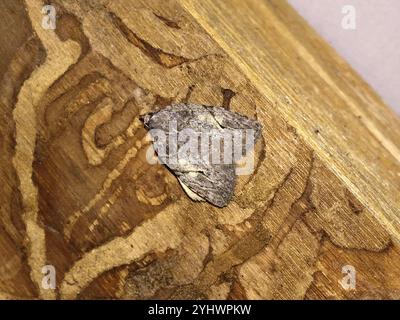White-blotched Balsa Moth (Balsa labecula Stock Photo - Alamy