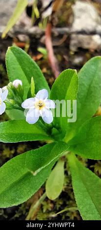 Tufted Forget-me-not (Myosotis laxa cespitosa), Plantae, Лахденпохский ...