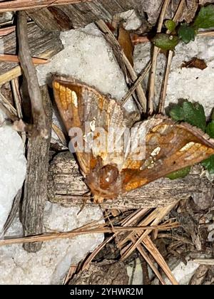 Putnam's Looper Moth (Plusia putnami), Insecta, Mékinac, Québec, Canada ...