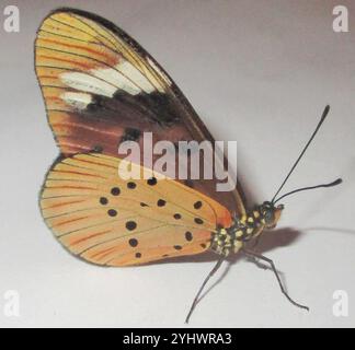 Common acraea (Acraea encedon Stock Photo - Alamy