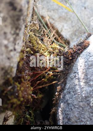 Twisted Moss (Tortella tortuosa Stock Photo - Alamy