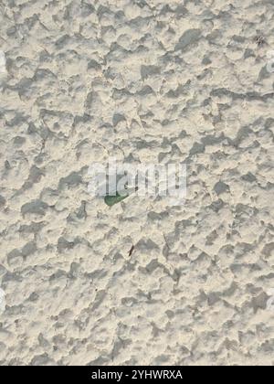 Tamarix Leafhopper (Opsius stactogalus Stock Photo - Alamy