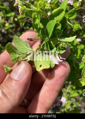 Button Sage (Lantana involucrata Stock Photo - Alamy