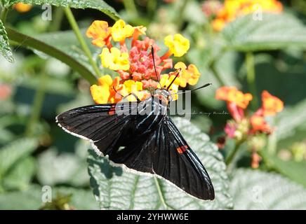 Guava Skipper, Phocides lilea, on mist flower, Conoclinium sp Stock ...