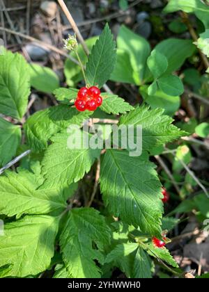 dwarf raspberry (Rubus pubescens Stock Photo - Alamy