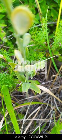 Roman Shields (Fibigia clypeata Stock Photo - Alamy