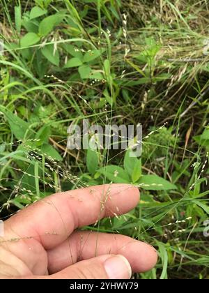 Kleingrass (Panicum coloratum Stock Photo - Alamy
