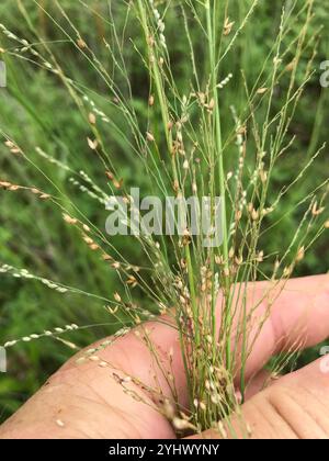 Kleingrass (Panicum coloratum Stock Photo - Alamy