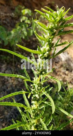 durango root (Datisca glomerata Stock Photo - Alamy