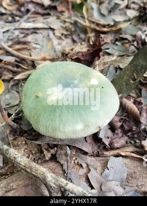 Blue-green Cracking Russula (Russula parvovirescens) Fungi Stock Photo ...