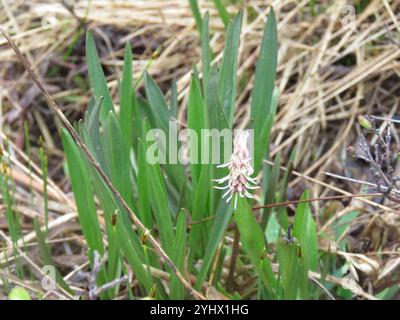 Alaska Plantain (Plantago macrocarpa Stock Photo - Alamy