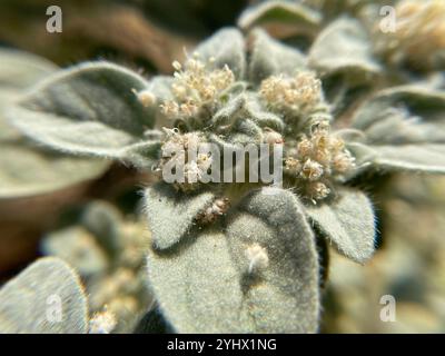 turkey mullein (Croton setiger Stock Photo - Alamy