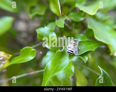 Urbane Digger Bee (Anthophora urbana Stock Photo - Alamy
