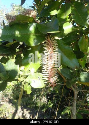 Broadleaf Beechwood (Faurea rochetiana Stock Photo - Alamy