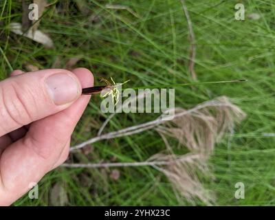 Feather Sedge (Ptilothrix deusta Stock Photo - Alamy
