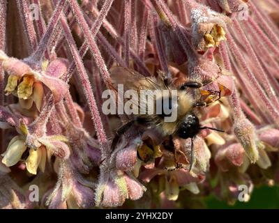 Yellowish Cuckoo Bumble bee (Bombus flavidus), Insecta, Thunder Bay ...