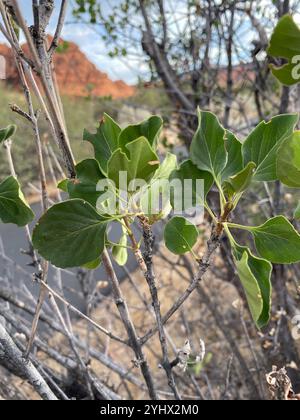 single-leaf ash (Fraxinus anomala) Plantae Stock Photo - Alamy