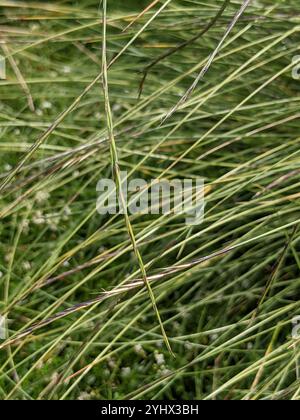 Matgrass (Nardus stricta Stock Photo - Alamy