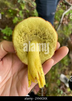 Smoothish-stemmed bolete (Hemileccinum subglabripes), Fungi, Fritz Cove ...