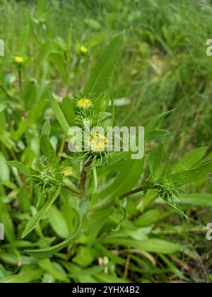 Oregon Gumplant (Grindelia stricta Stock Photo - Alamy