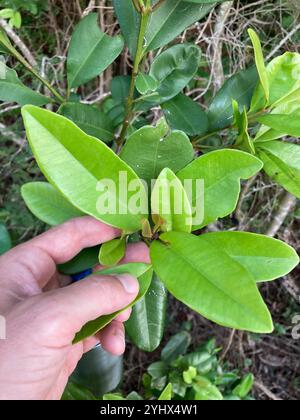Pimenta racemosa - bay rum tree Stock Photo - Alamy