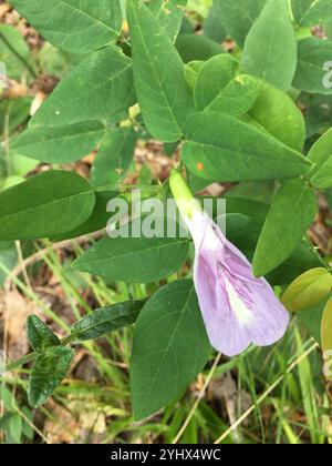 Pigeonwings (Clitoria mariana Stock Photo - Alamy