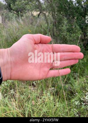 Texas cup grass (Eriochloa sericea Stock Photo - Alamy